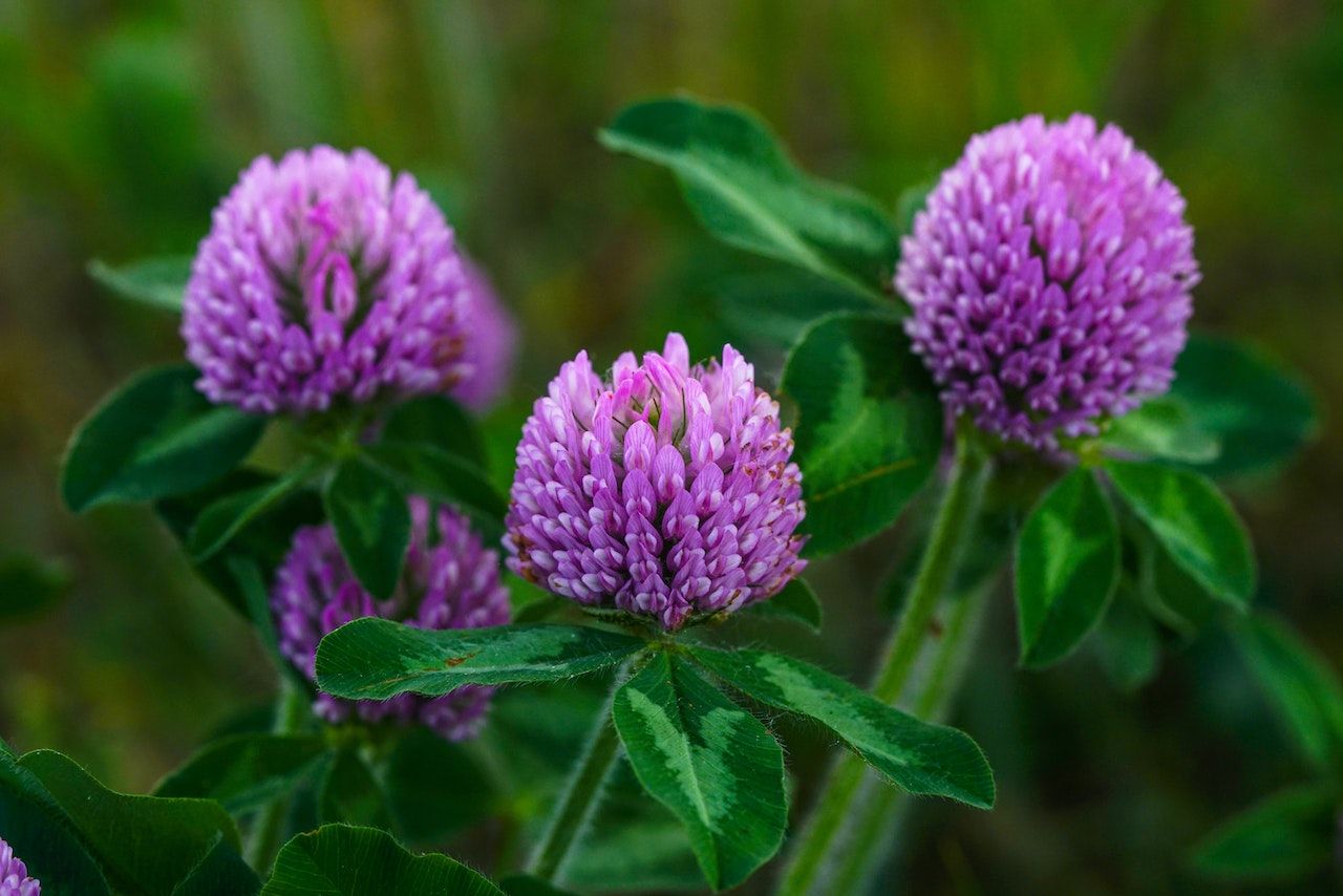 The Ultimate Guide To Planting And Growing Medium Red Clover